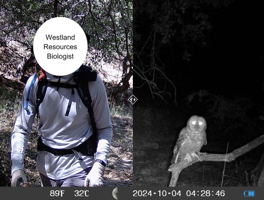 We Saw No Owls, So There Are No Owls – Save The Galiuro Mountains